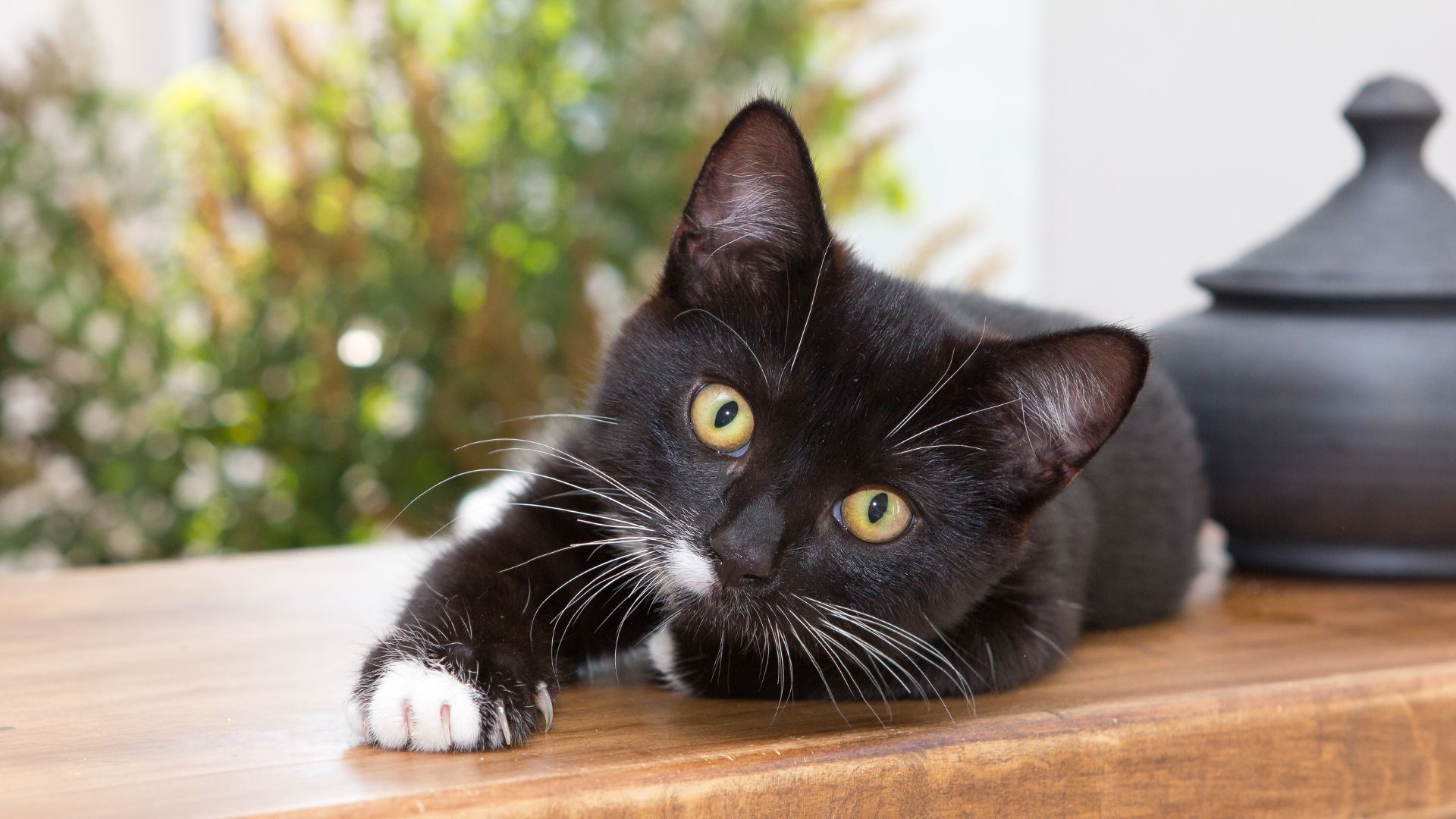 Refill Request Form | Westmoreland Veterinary Clinic